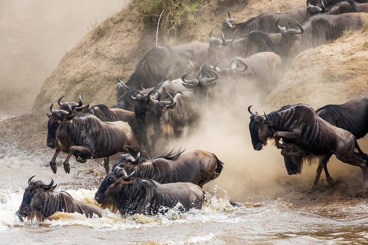 Serengeti National Park: Best Guide To Great Migration Experience